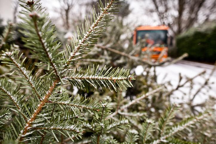 Tschüss, Tannenbaum: BSR holt ausgediente Weihnachtsbäume ab | BSR