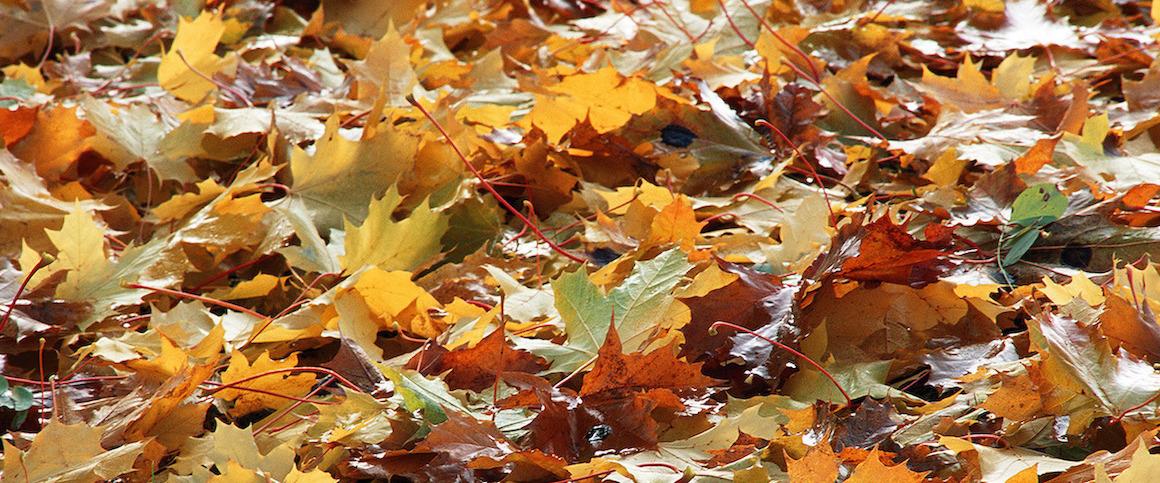 Laub- und Gartenabfälle entsorgen | BSR