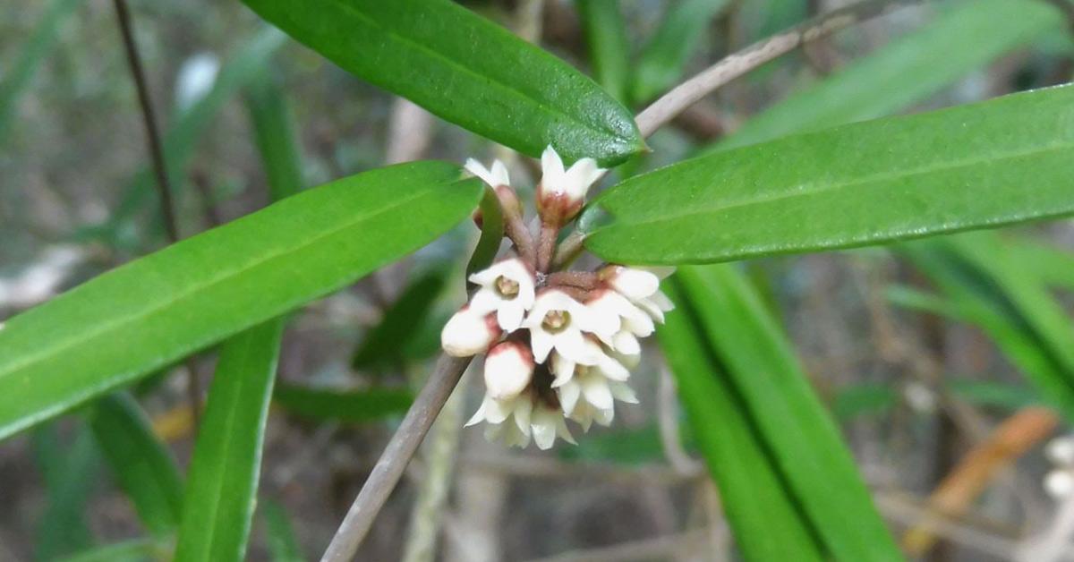 Local TV report on New Caledonia leads to discovery of a new plant species