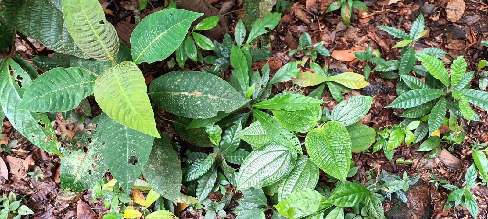 Erste Hinweise auf Kohlenstoffgewinn über Pilze bei Gehölzjungpflanzen ...