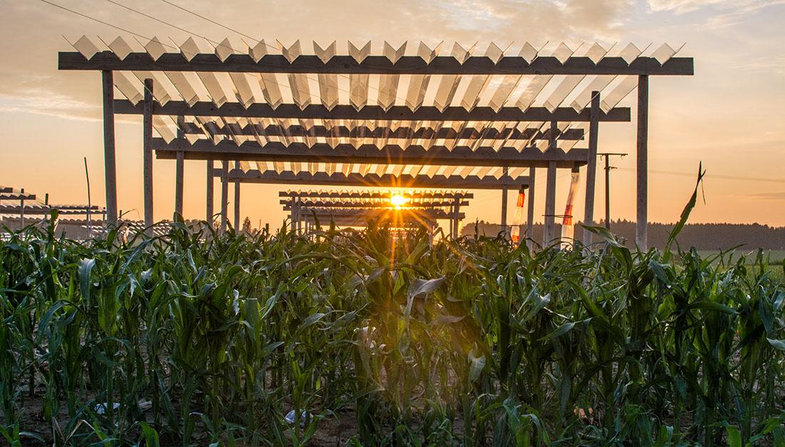 Diversity in the root zone: the key to stable crop yields?