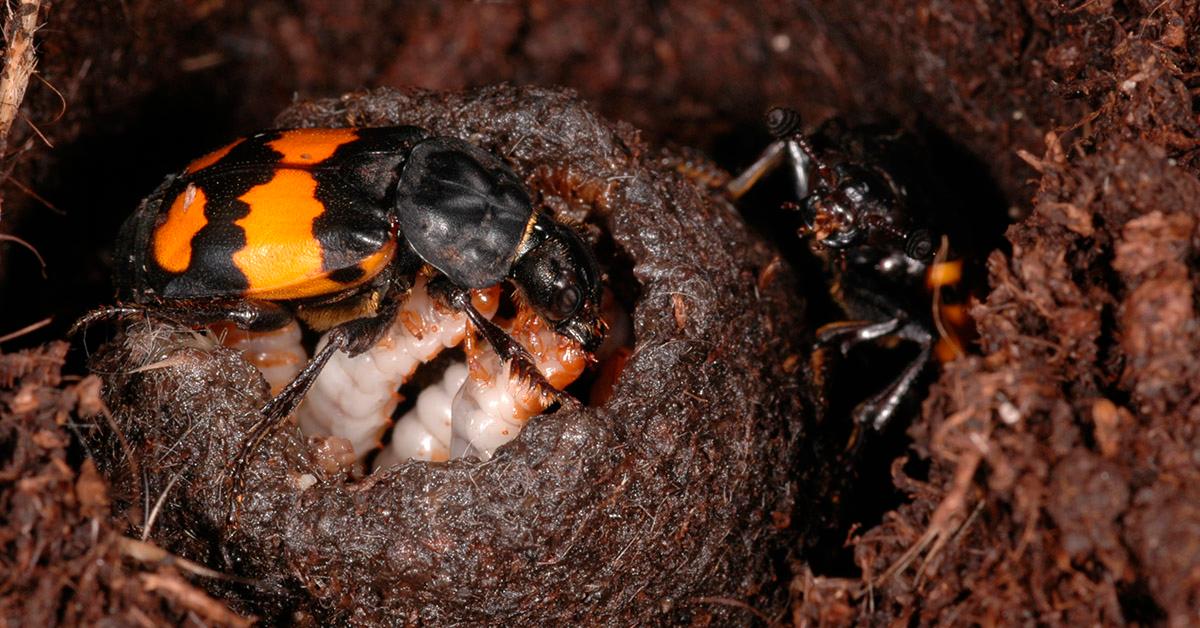 Das Schweigen der Käfer