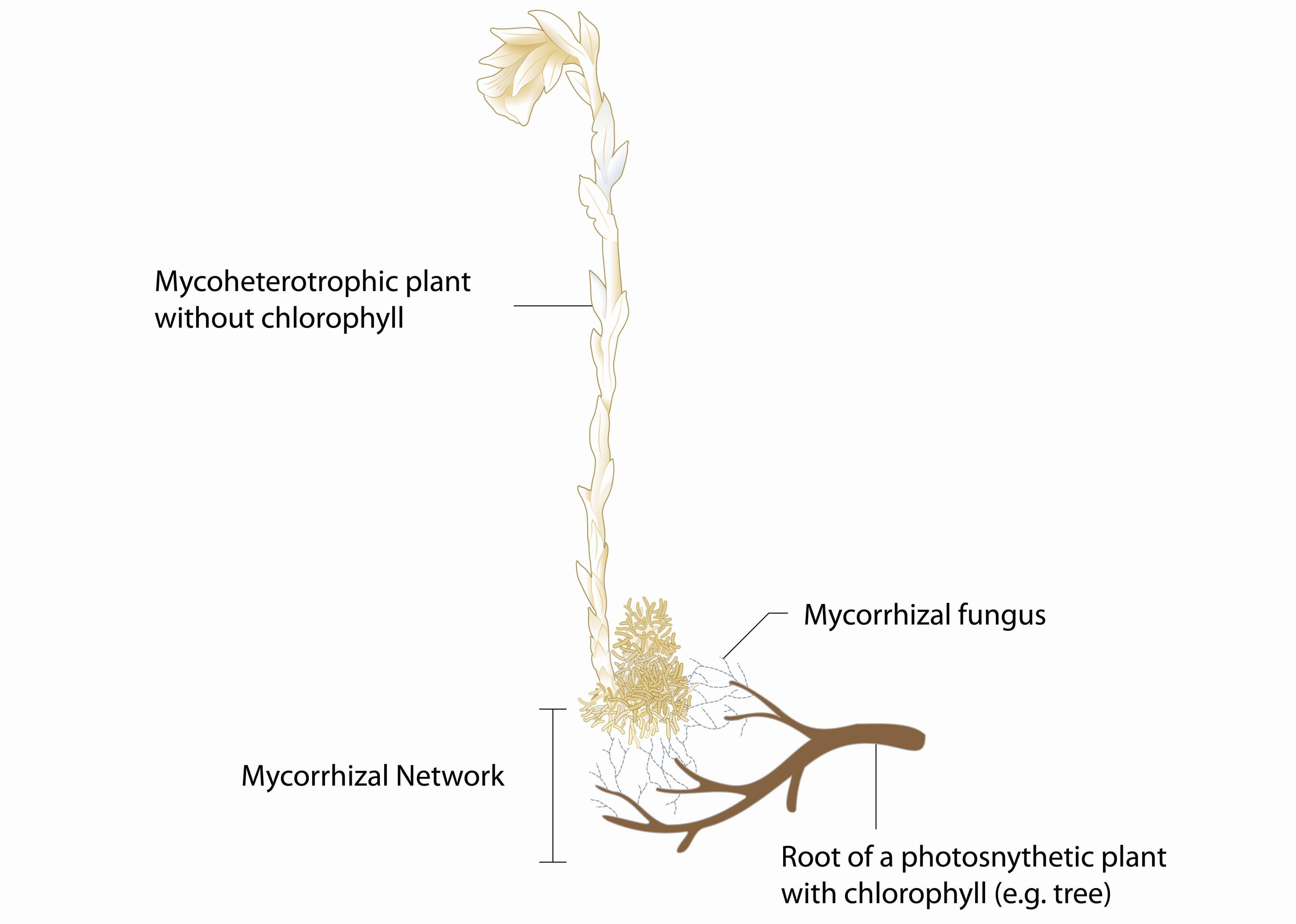 Mycoheterotrophic plants as a key to the "Wood Wide Web"